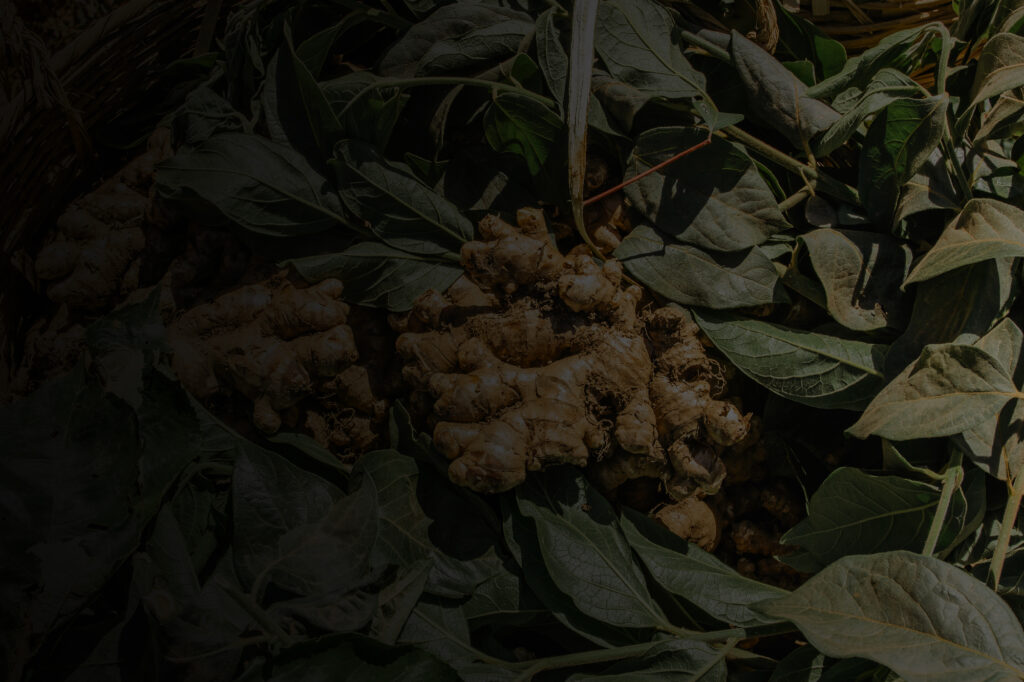 Daw Sandar Aye is promoting OSH in Myanmar’s ginger sector – Vision ...