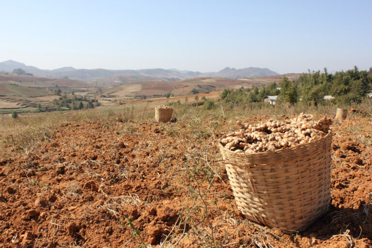 Daw Sandar Aye is promoting OSH in Myanmar’s ginger sector - Vision Zero Fund
